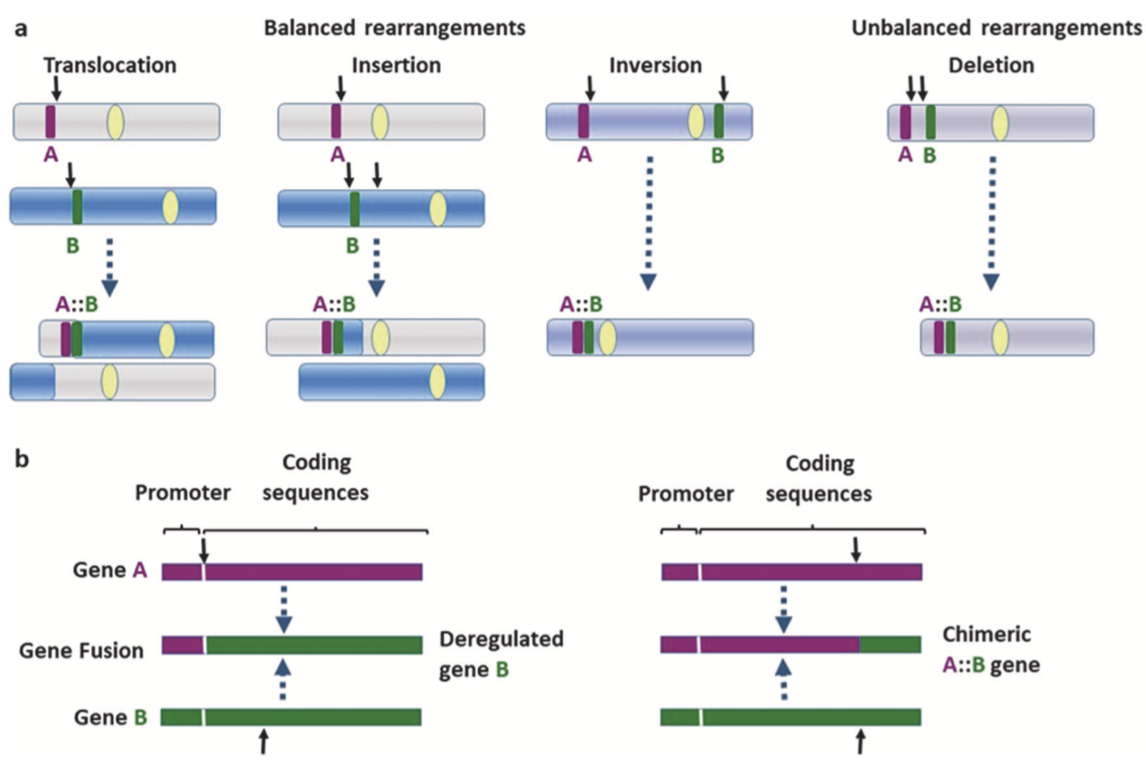 How to Analyze RNA-seq Data for Absolute Beginners Part 16-2: Fusion ...